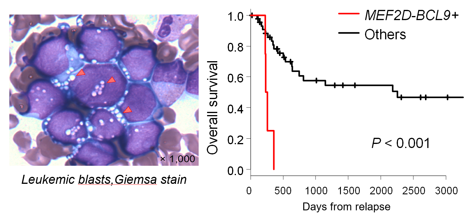 What we do – 名古屋市立大学大学院医学研究科 ウイルス学分野